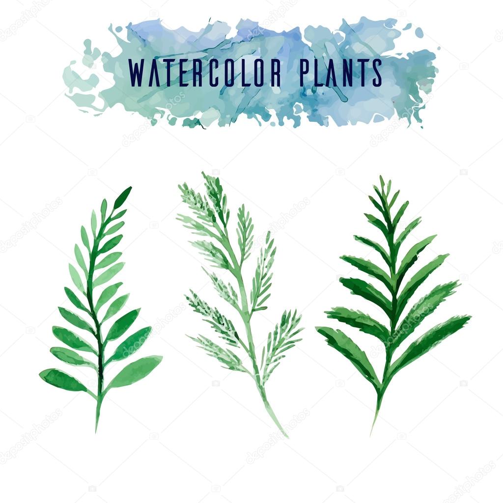 Set with watercolor plants Stock Vector Image by ©veleri #73363113