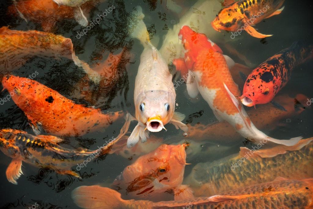 Koi fish waiting to be feed — Stock Photo © Gibbery #97069744