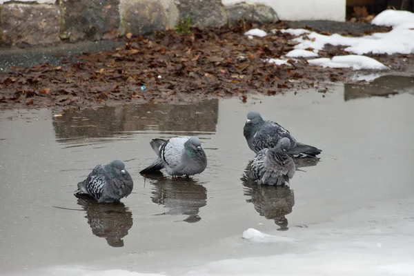Ice pigeons Stock Photos, Royalty Free Ice pigeons Images | Depositphotos