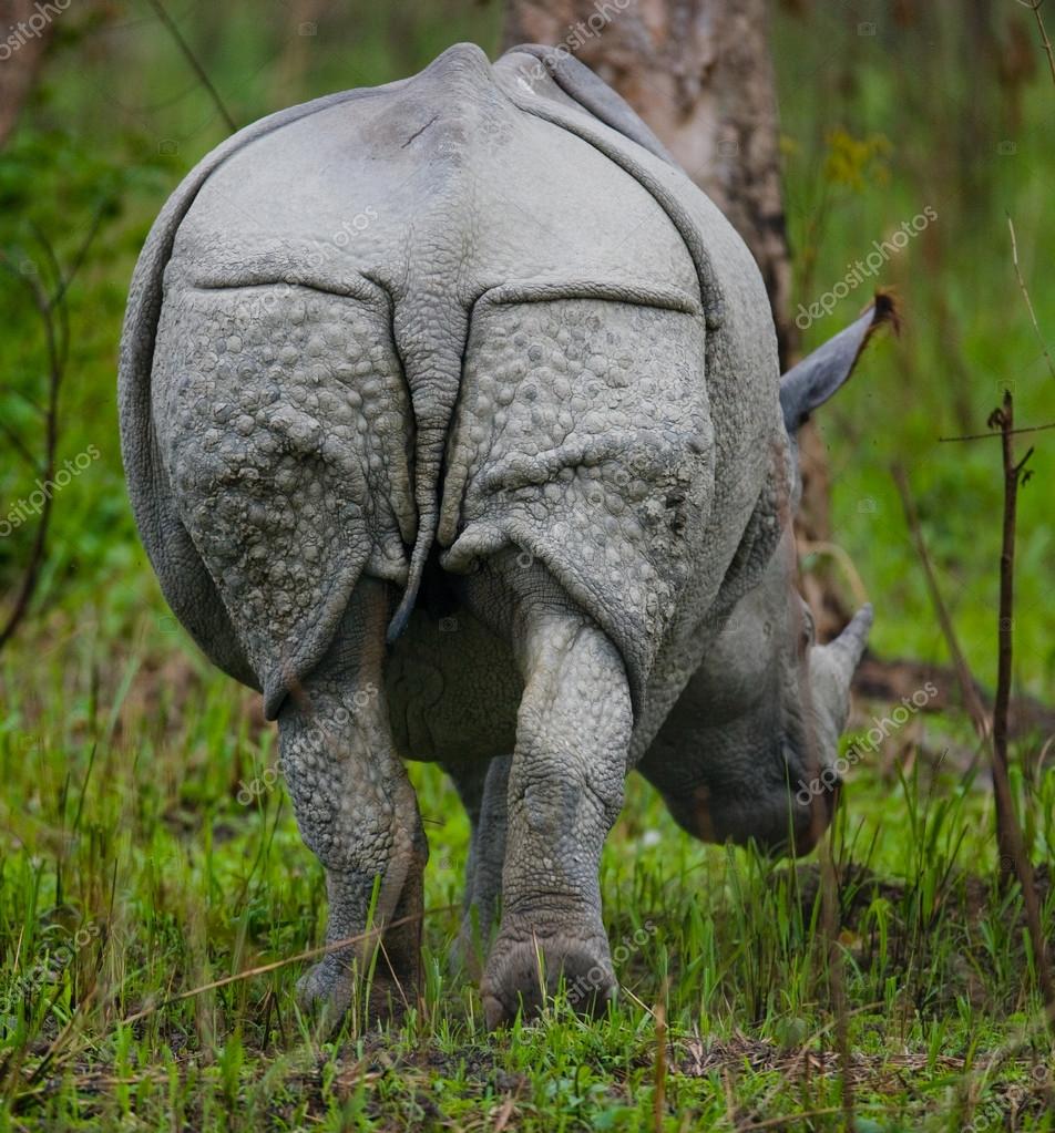 Indian rhinoceros back view Stock Photo by ©GUDKOVANDREY 102128206