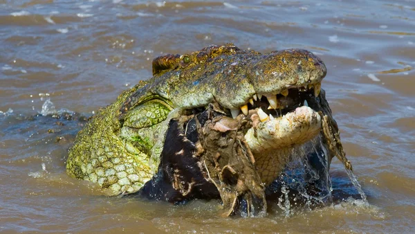 Crocodiles Eating Wildebeest