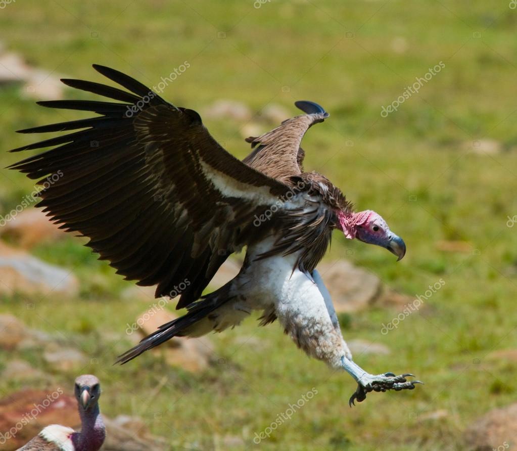 Predatory bird flies to prey Stock Photo by ©GUDKOVANDREY 115935526