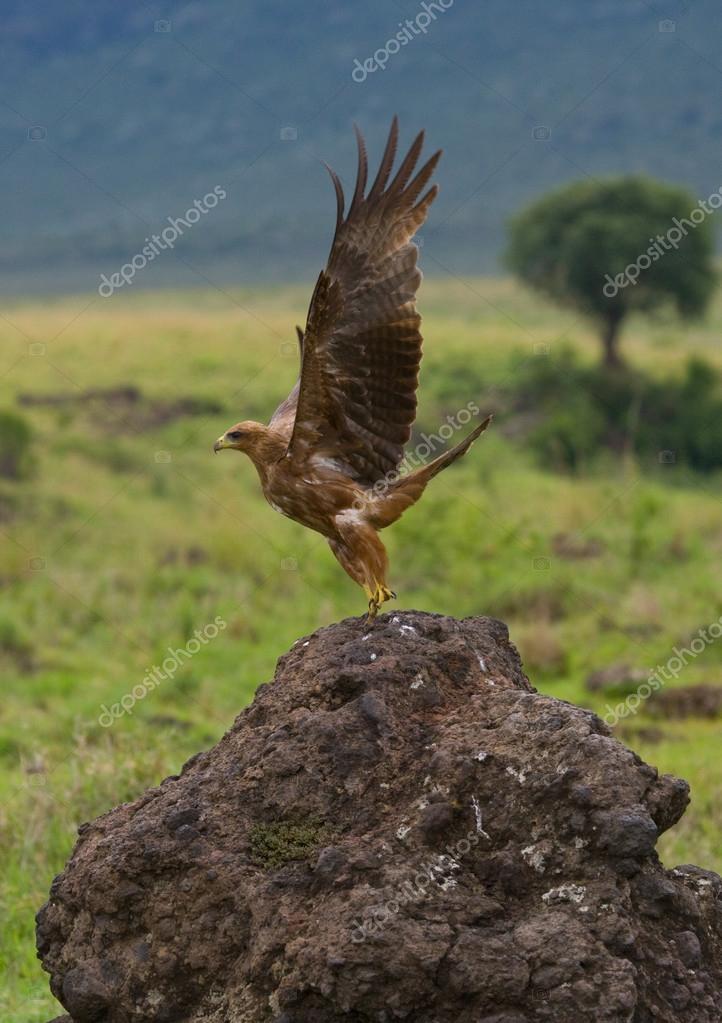 Predatory African bird flying — Stock Photo © GUDKOVANDREY #115935644