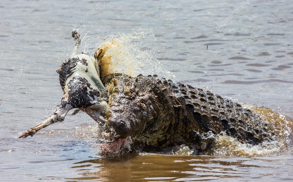 Crocodiles Eating Wildebeest