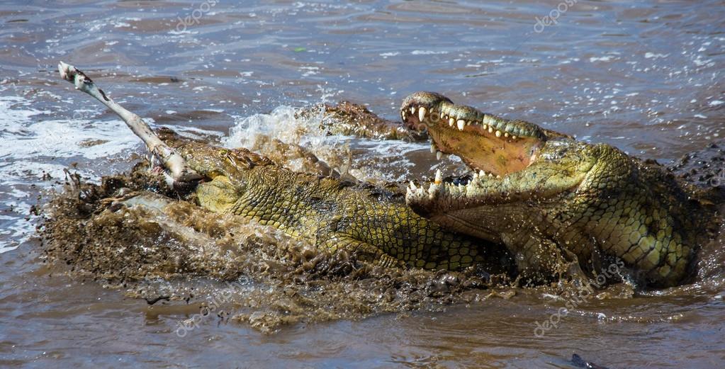 Crocodiles Eating Wildebeest