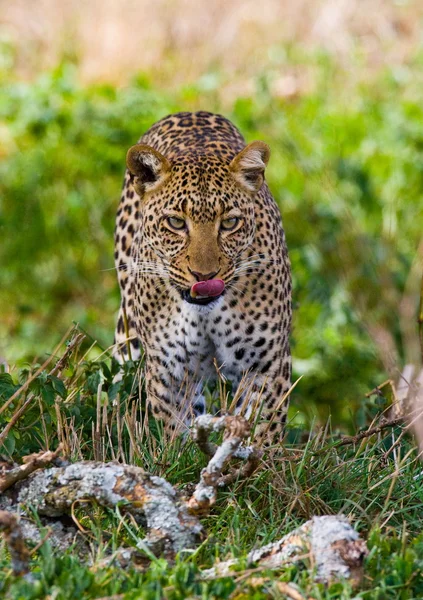 Leopard close up Pictures, Leopard close up Stock Photos & Images ...