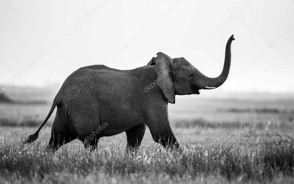 African elephant running in savanna — Stock Photo © GUDKOVANDREY #76763991