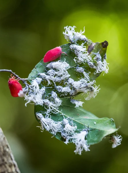 Strange pink insects Stock Photo by ©GUDKOVANDREY 84503188