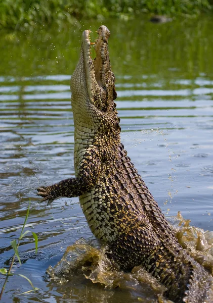 Cuban crocodiles Stock Photos, Royalty Free Cuban crocodiles Images ...