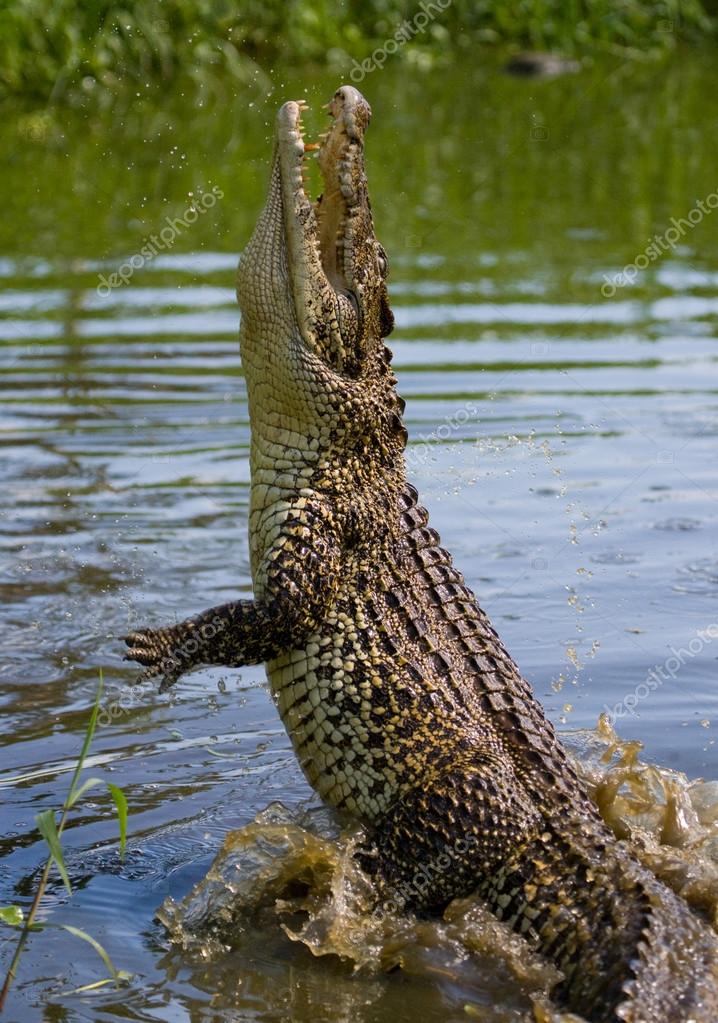 Cuban Crocodiles (crocodylus rhombifer) Stock Photo by ©GUDKOVANDREY ...