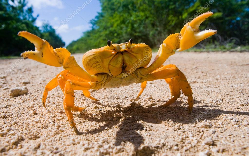 Yellow Crabs