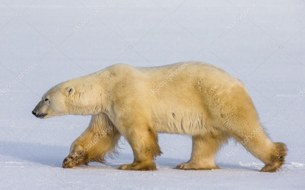 One polar bear — Stock Photo © GUDKOVANDREY #86484532