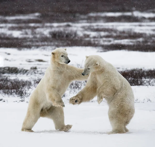 Polar bears fighting - Stock Image - Everypixel