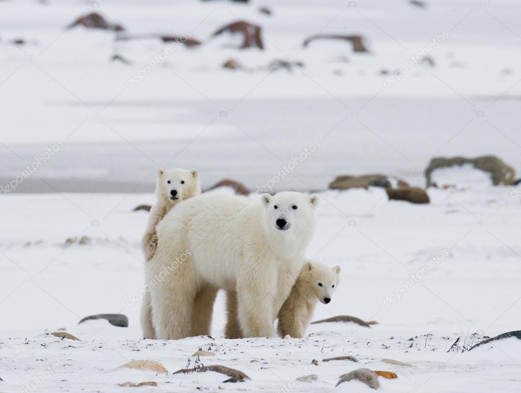 Three polar bears — Stock Photo © GUDKOVANDREY #87188330 Three polar bears — Stock Photo © GUDKOVANDREY #87188330