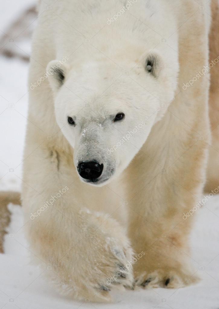 One polar bear — Stock Photo © GUDKOVANDREY #87188568