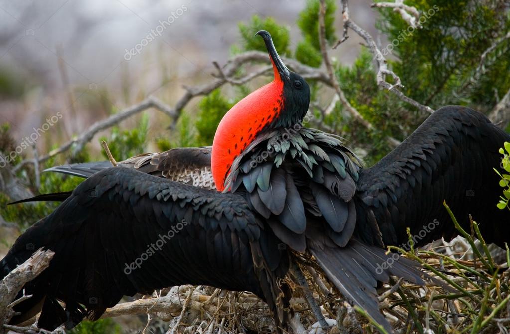 Frigate bird on a nest — Stock Photo © GUDKOVANDREY #88667974