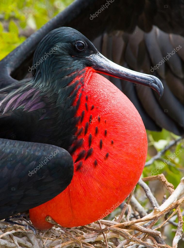 Frigate bird on a nest Stock Photo by ©GUDKOVANDREY 88668204