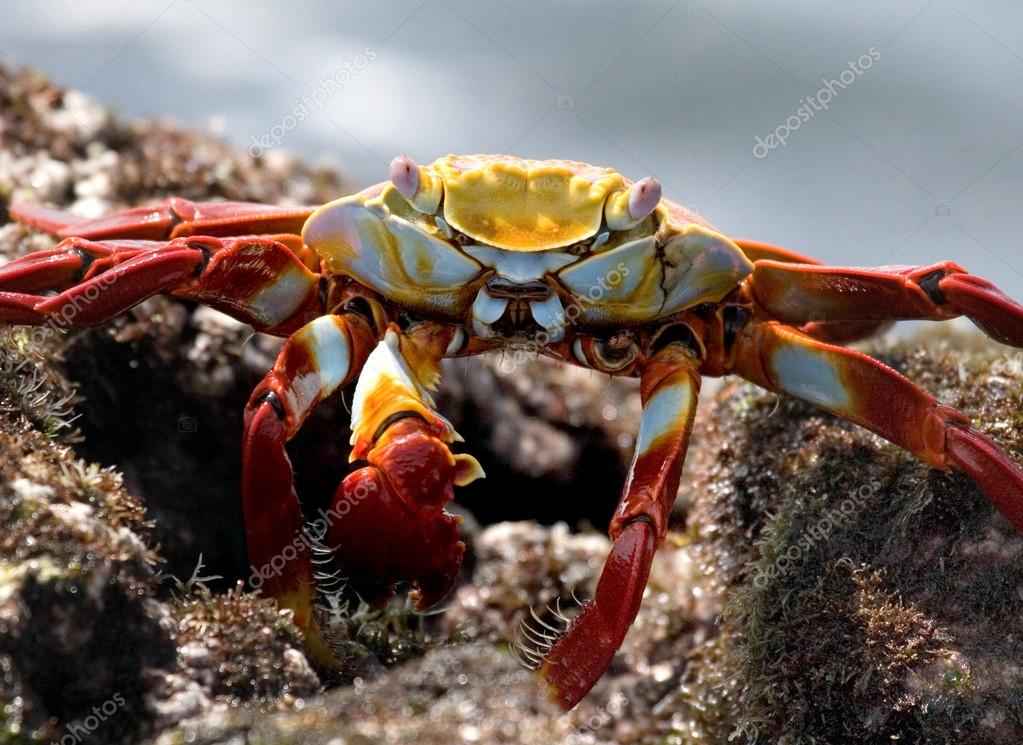 Sally Lightfoot Crab Stock Photo by ©GUDKOVANDREY 88668250