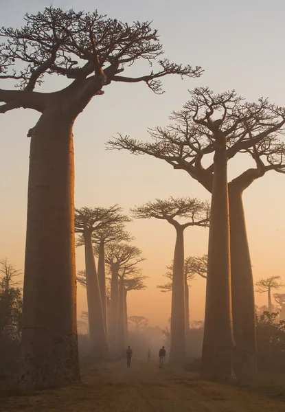 Beautiful Baobab trees Stock Photo by ©GUDKOVANDREY 90372802