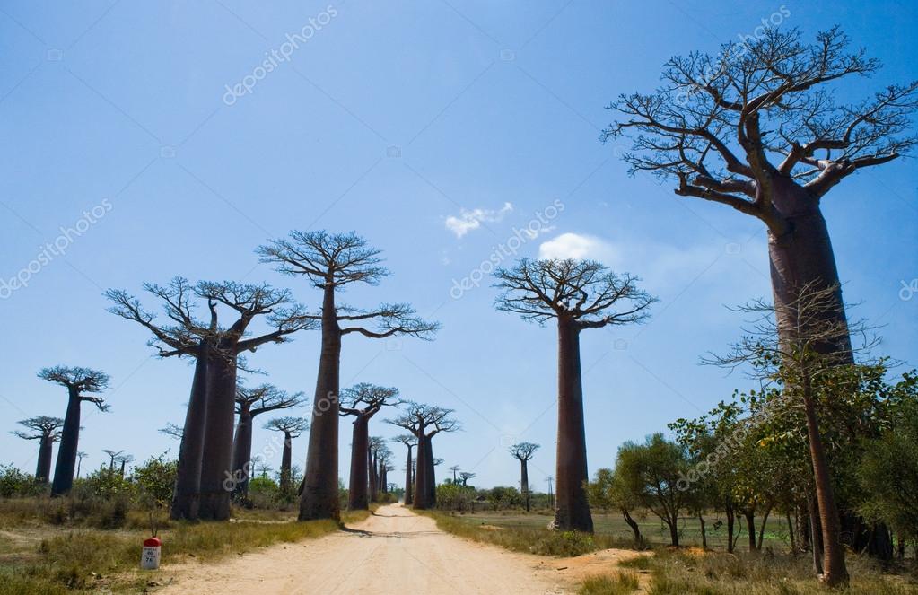 Beautiful Baobab trees Stock Photo by ©GUDKOVANDREY 90373116