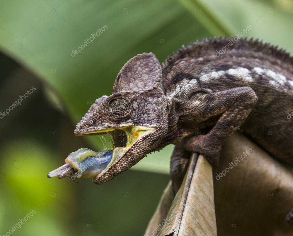 Chameleon eating close up Stock Photo by ©GUDKOVANDREY 90381954