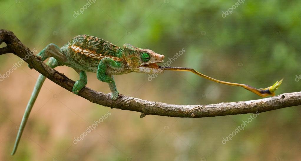 Chameleon eating close up Stock Photo by ©GUDKOVANDREY 90382120