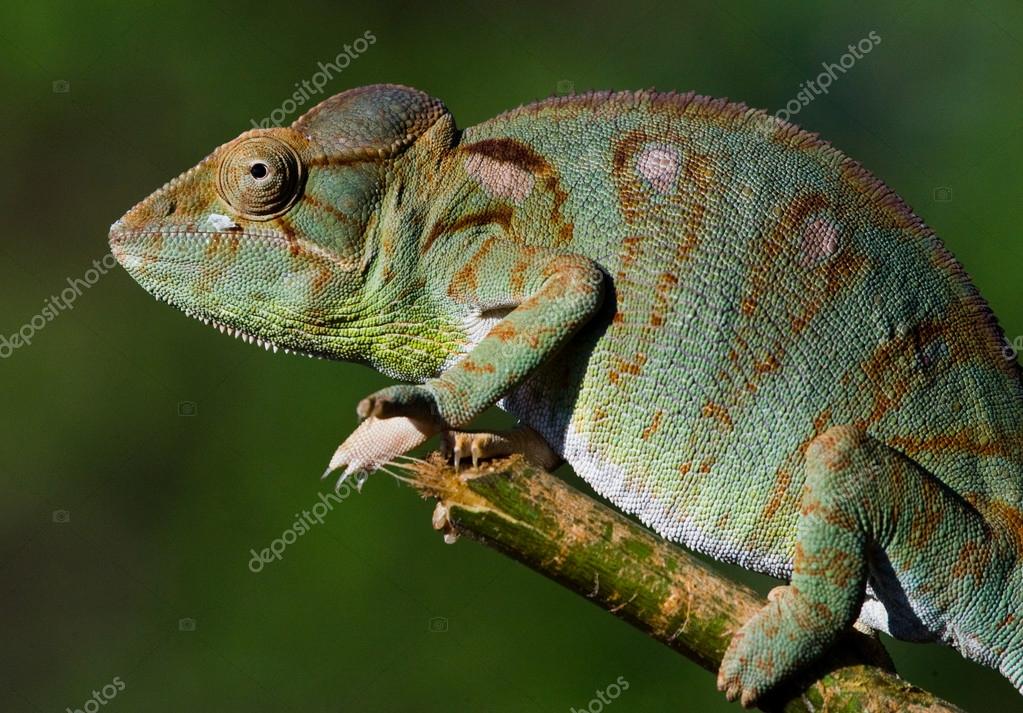 Colorful Chameleon Lizard