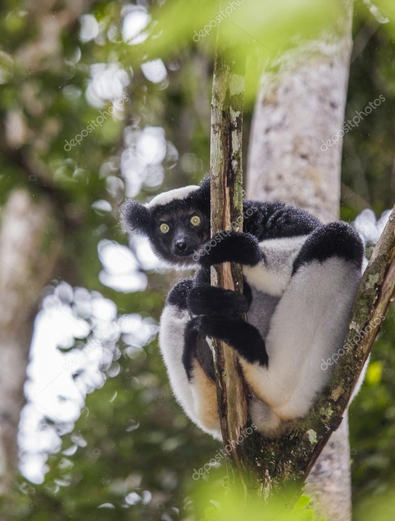 Indri lemur (Indri Indri) — Stock Photo © GUDKOVANDREY #90481888