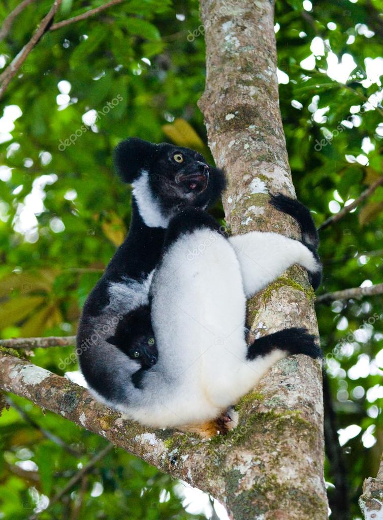 Indri lemur (Indri Indri) — Stock Photo © GUDKOVANDREY #90482052