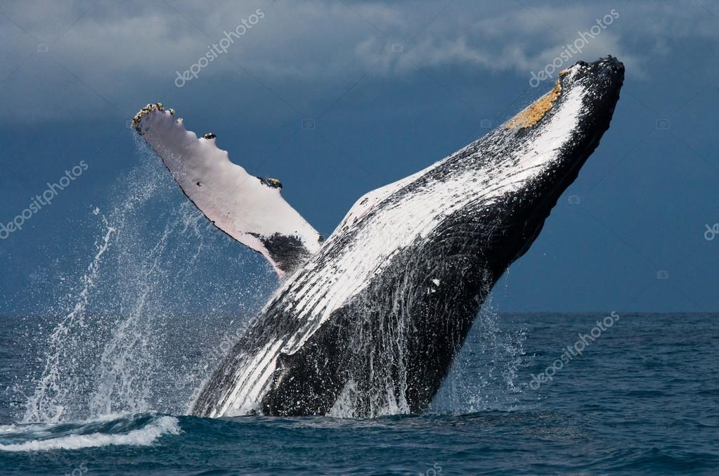 Whale jumping in the air — Stock Photo © GUDKOVANDREY #90488864