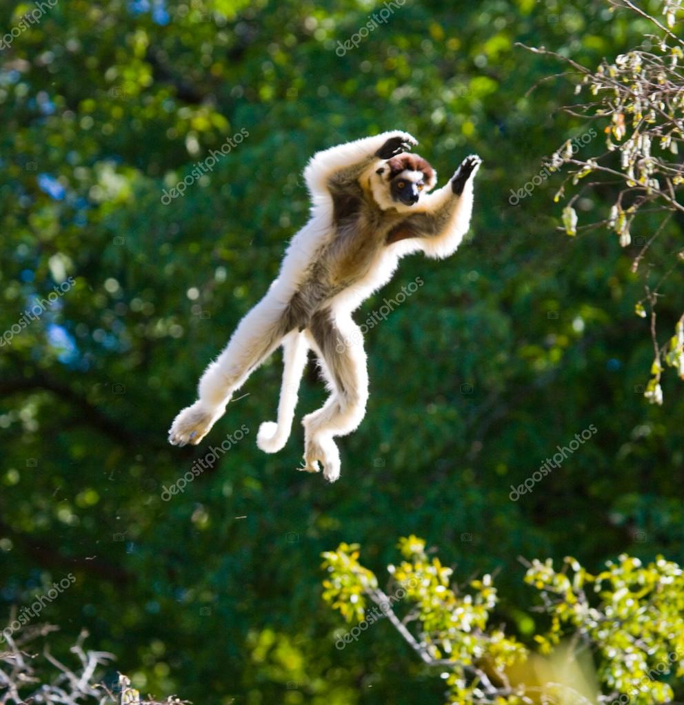 Sifaka Lemur Jumping