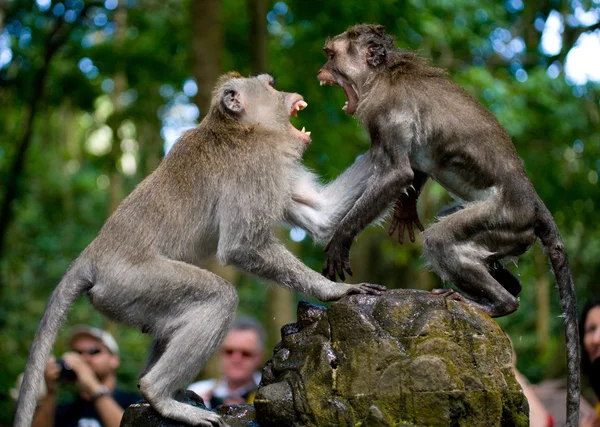 Two Macaques ready to fight Stock Photo by ©GUDKOVANDREY 91246918