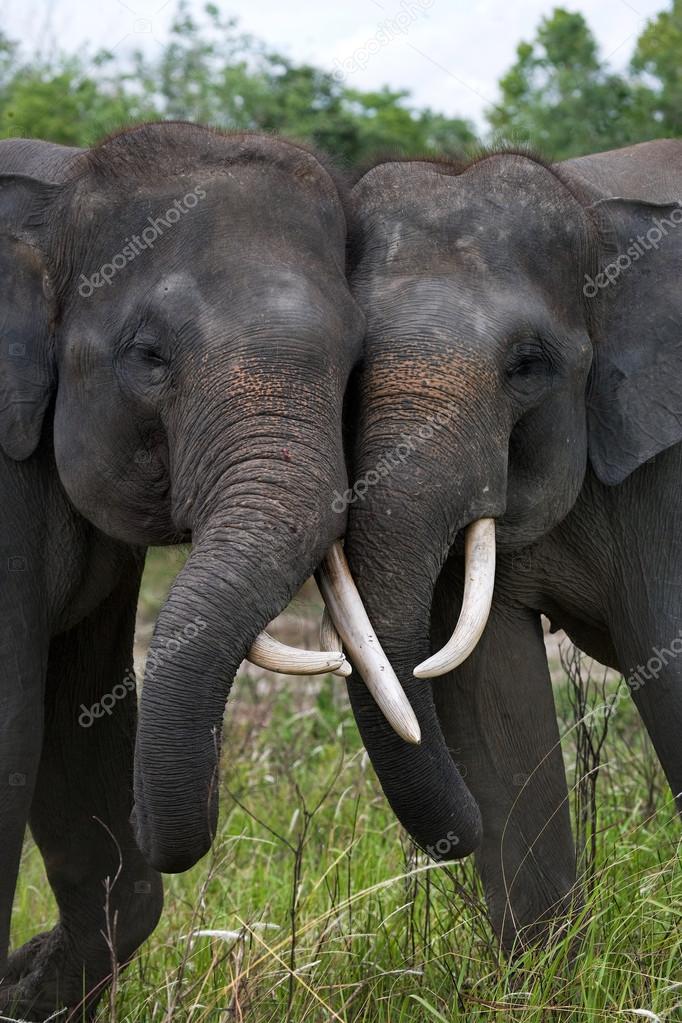 Two Elephants with large teeth Stock Photo by ©GUDKOVANDREY 91254514
