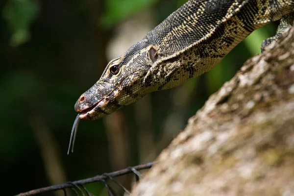Portrait picture of a Varan Stock Photo by ©GUDKOVANDREY 91825724