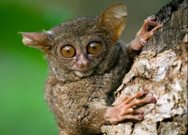 Spectral Tarsier (Tarsius Spectrum) — Stock Photo © GUDKOVANDREY #91825950