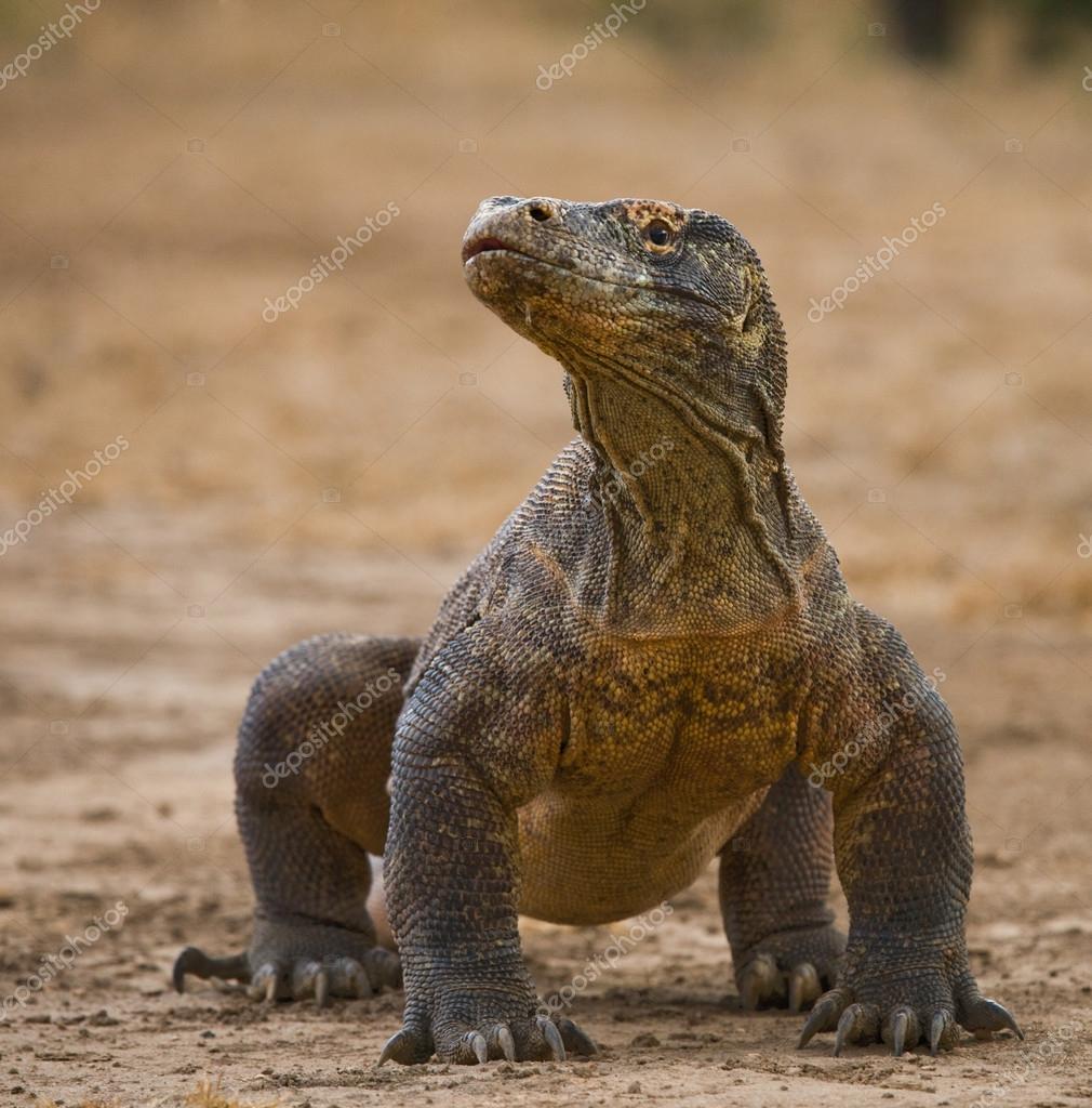 Drag n de Komodo (Varanus komodoensis) 2024