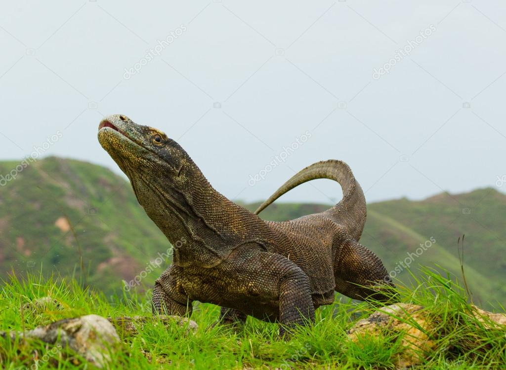 Dragón de Komodo (Varanus komodoensis ): fotografía de stock ...