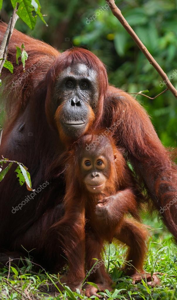 Orangutan mother and baby Stock Photo by ©GUDKOVANDREY 92573962