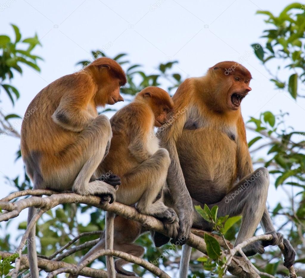Proboscis Monkeys (Nasalis larvatus) Stock Photo by ©GUDKOVANDREY 93399032
