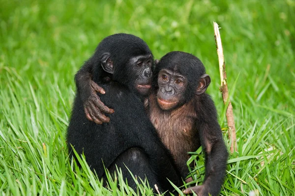 Baby Bonobo monkeys — Stock Photo © GUDKOVANDREY #94265902