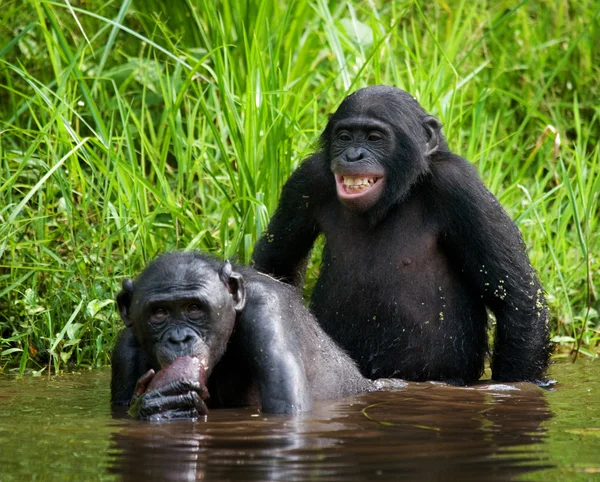 Bonobos monkey family — Stock Photo © GUDKOVANDREY #94267106