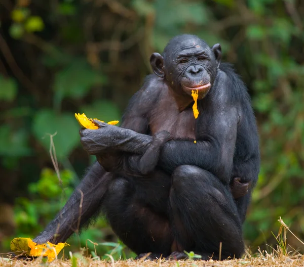 Bonobos in natural habitat — Stock Photo © SURZet #136673870