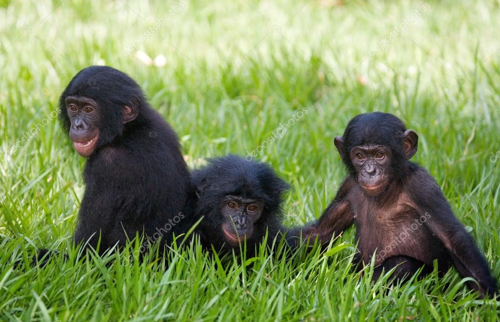 Baby Bonobo monkeys Stock Photo by ©GUDKOVANDREY 94265902