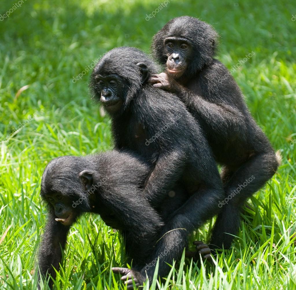 Baby Bonobo monkeys — Stock Photo © GUDKOVANDREY #94266144