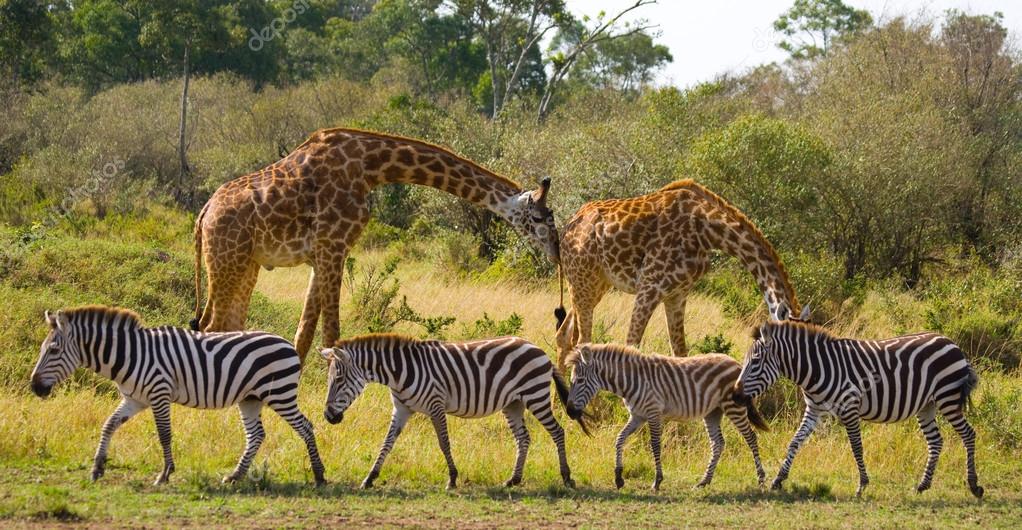 Zebras And Giraffes Together
