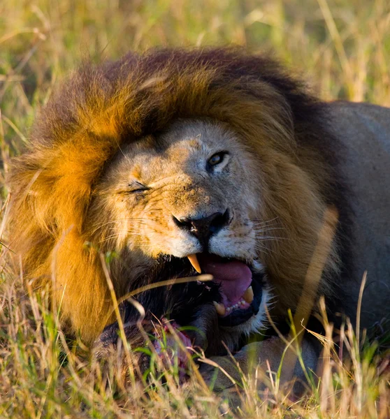 Lion eating Stock Photos, Royalty Free Lion eating Images | Depositphotos
