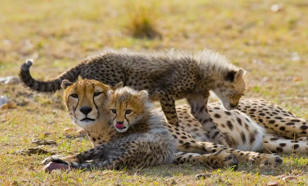 Pictures : cheetahs with their cubs | Mother Cheetah with her cubs ...