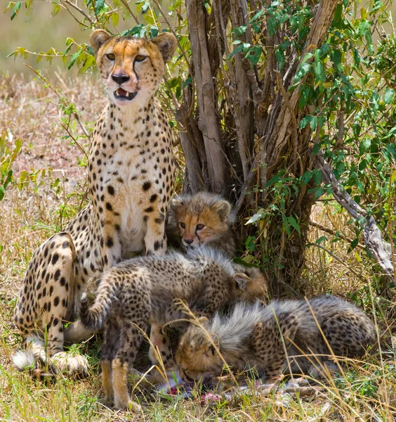 Mother Cheetah with her cub — Stock Photo © GUDKOVANDREY #96098244