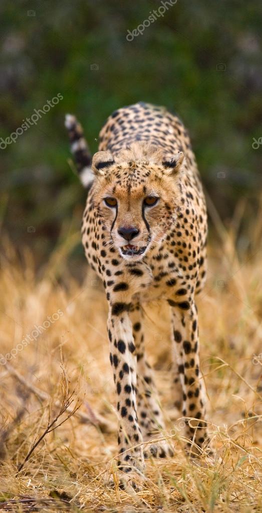 One Cheetah in its habitat Stock Photo by ©GUDKOVANDREY 96096996