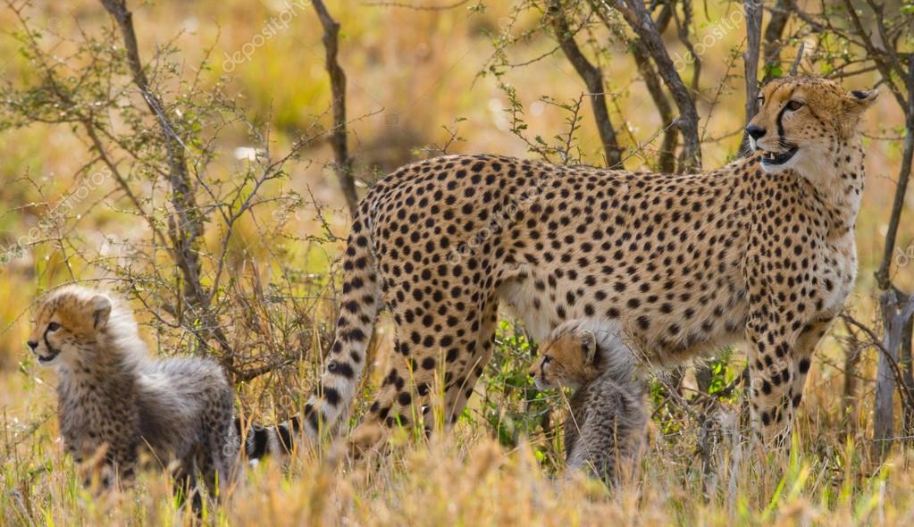 Mother Cheetah with her cubs — Stock Photo © GUDKOVANDREY #96097162
